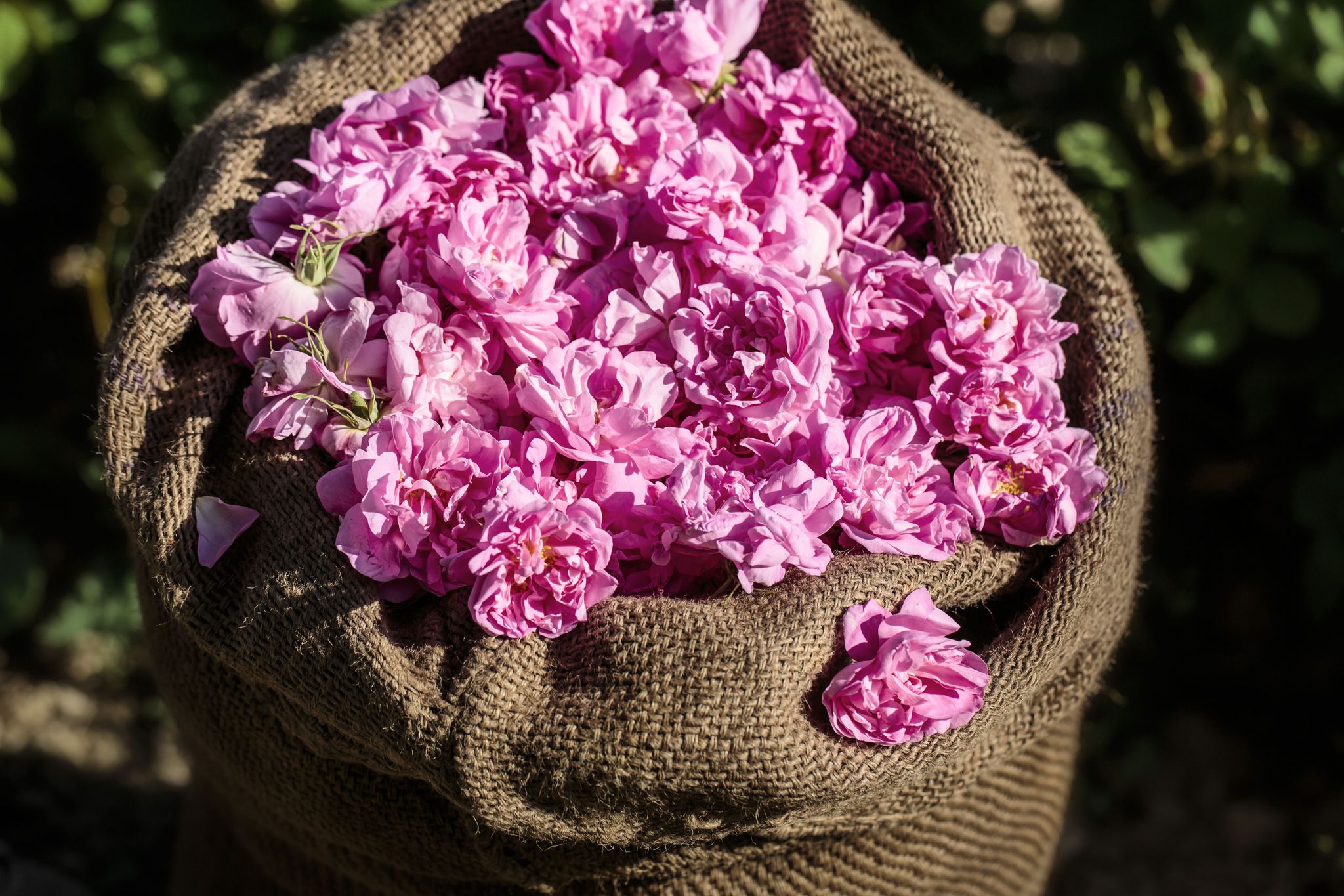 Raccolta di rose per profumo; Rosa Damascena vs Rosa di Maggio | SOKI ...