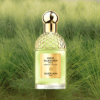 The Top 10 Vetiver Fragrances | SOKI LONDON
