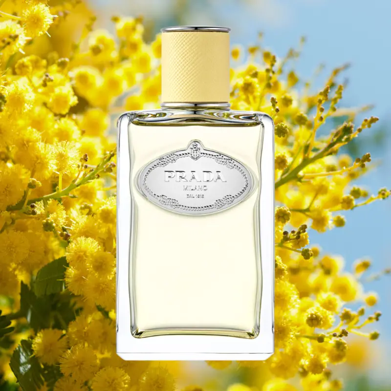 The Ultimate Guide To The Prada Infusions Fragrances | SOKI LONDON
