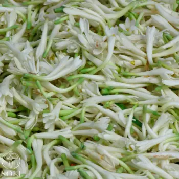 The Ultimate Guide To The Best Tuberose Perfumes | SOKI LONDON