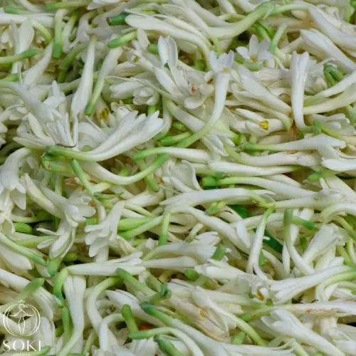 The Ultimate Guide To The Best Tuberose Perfumes | SOKI LONDON