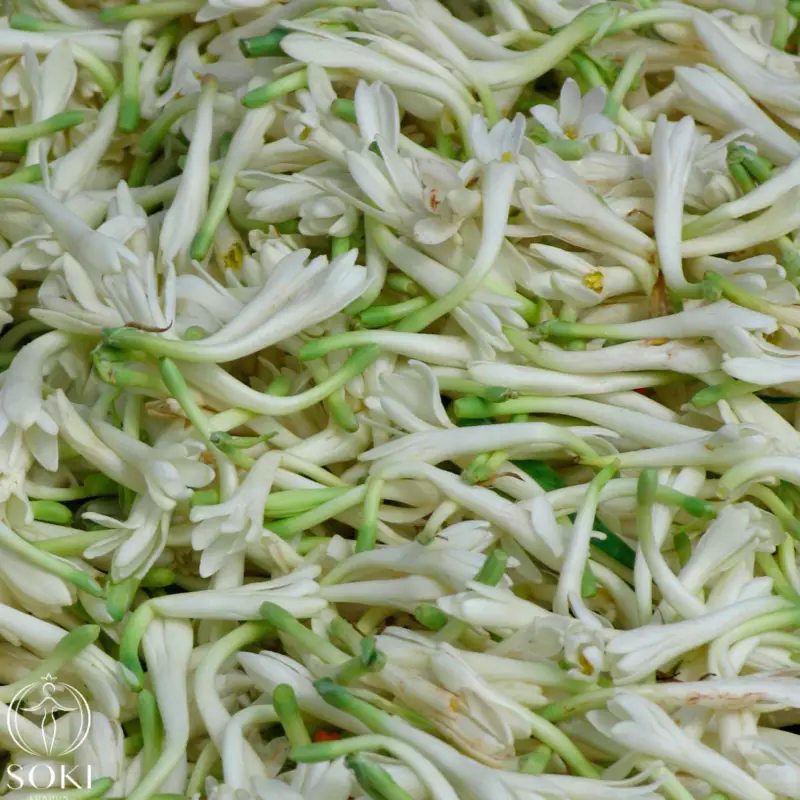 The Ultimate Guide To The Best Tuberose Perfumes | SOKI LONDON